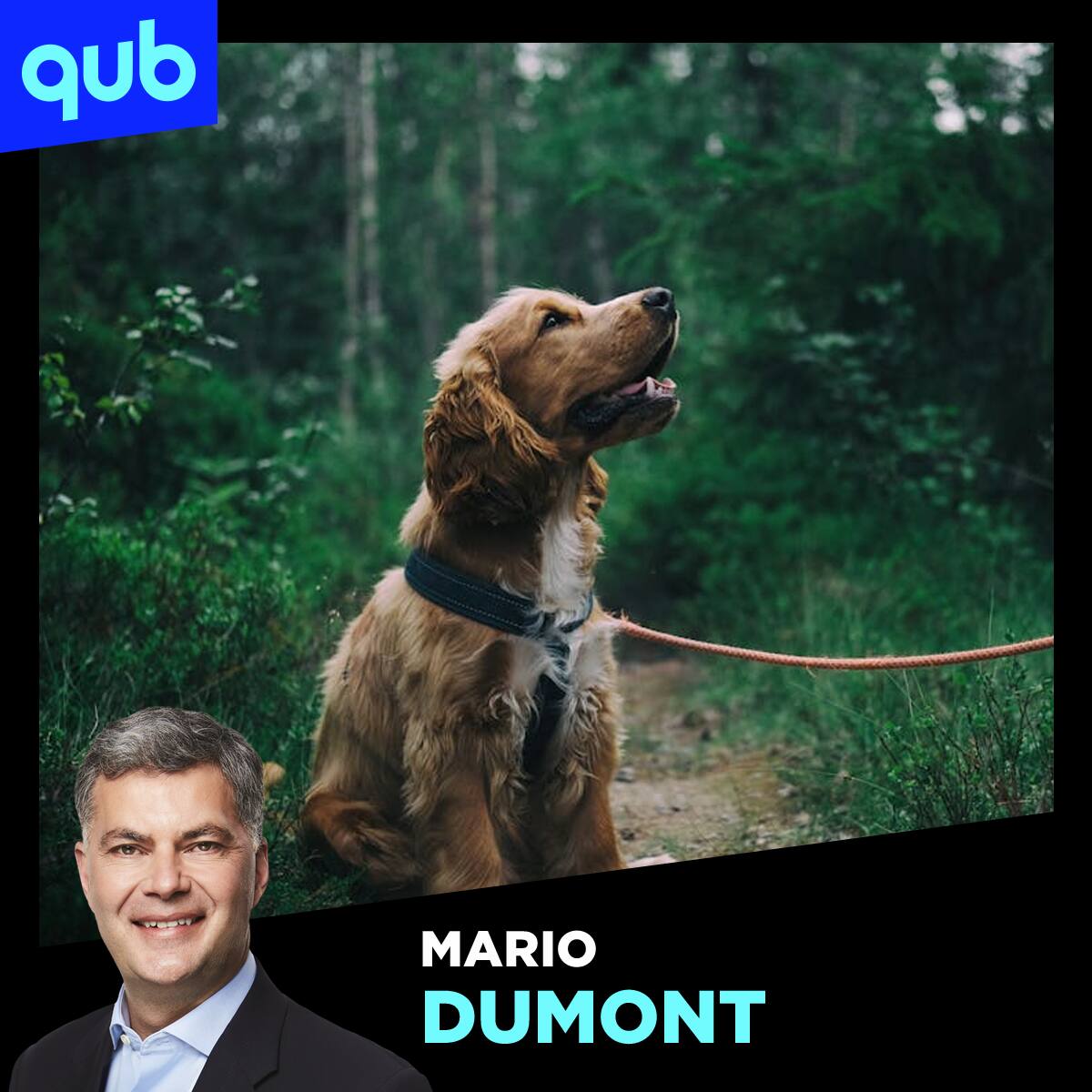 Il est maintenant impossible de promener son chien en Iran ! | Mario ...